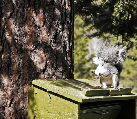 Jenny Squirrel Sings Praise The Lord And Thank You For The Peanuts By Edward Henzi Redbubble