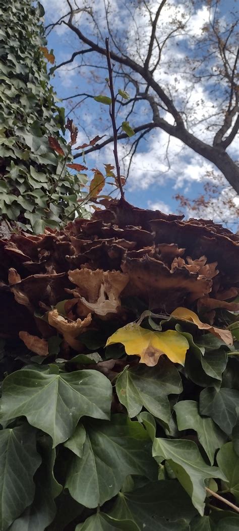 Help Identifying Fungus R Mycology