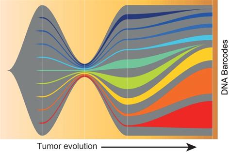 Dna Barcoding Reveals Cancer Cells Ability To Evade Immune System Defenses