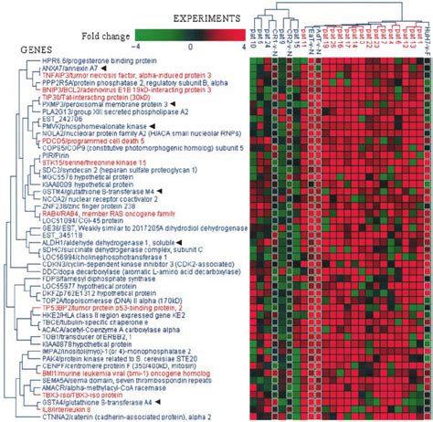 Two Dimensional Hierarchical Clustering Results For Genes Of The