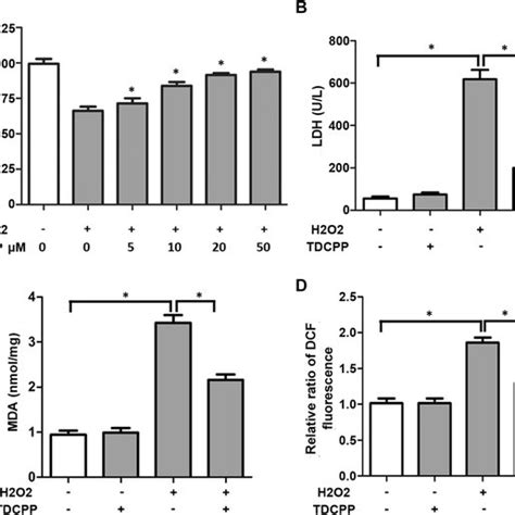 Tdcpp Prevents H2o2 Induced Morphological Alterations Cell