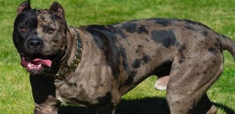 American Bully Merle Breed Prices Chocolate Blue And More