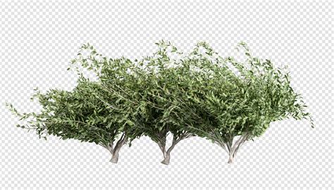 Premium Psd Plant And Shrubs In 3d Rendering Isolated