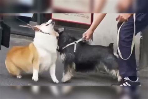 两只柯基在路边打起来了两边的人束手无策网友狗狗何必为难狗狗 狗狗 网友 柯基