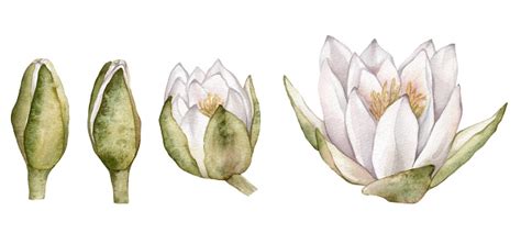 머리 꽃 수련 또는 연꽃과 새싹 세트 손으로 그린 수채화 그림 고립 된 배경에 열대 백색 수련의 그림 디자인을 위한 아름 다운 중국 수련 0명에 대한 스톡 벡터 아트 및
