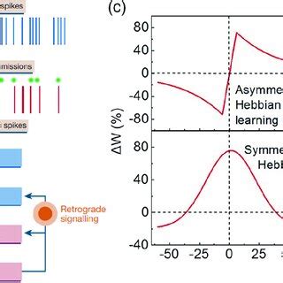Information Transmission Between Presynaptic Neuron And Postsynaptic Download Scientific