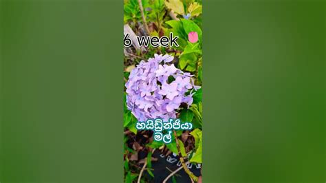 හයිඩ්‍ර්න්ජියා තුන්මස් මල් Foryou Youtubeshort Flowers Flower Fyp Beutifull Shorts