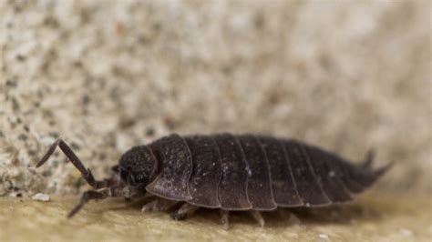 Sow Bug