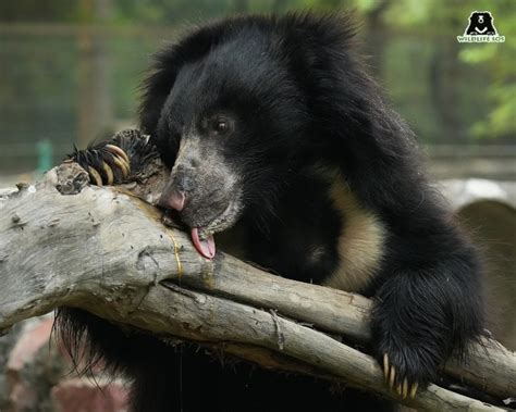 The Sloth Bear Habitat Wildlife Sos
