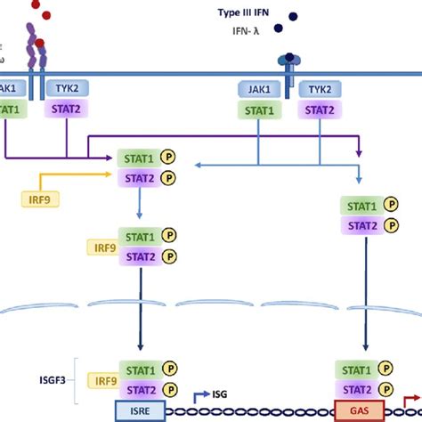 Pdf Type I And Iii Ifn Mediated Antiviral Actions Counteracted By