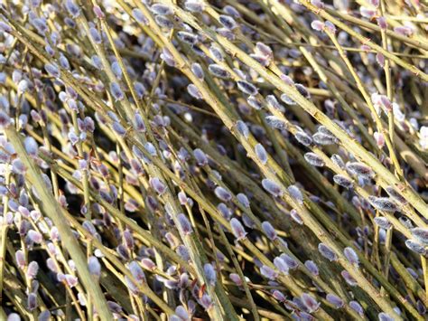 Cutting Pussy Willow Branches The Martha Stewart Blog