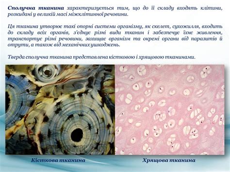 Презентація на тему Тканини тварин Їх функції — презентації з біології