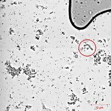 Streptococcus Thermophilus — Wikipédia