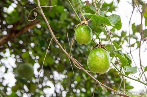 百香果種植技術愛華植保APP 每日頭條