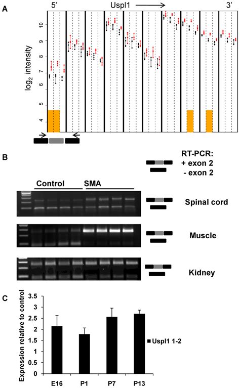 Alternative Splicing Of Uspl1 A Graphical Output Of Exon Level Download Scientific Diagram