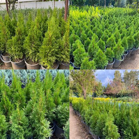 ვარდები And მარადმწვანე დეკორატიული მცენარეები ქუთაისში 🍋 ლიმონიკი 30 ლ 50 სმ 50 ლარად 90 სმ