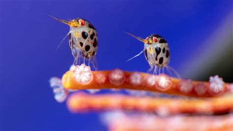 How To Make Diy Softbox For Almost 0