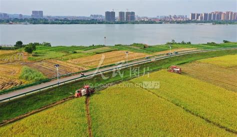 江西泰和抢收早稻 人民图片网
