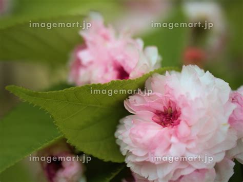 4月に咲いたサクラ兼六園菊桜ケンロクエンザクラの写真素材 252747622 イメージマート