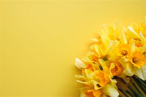 색깔 배경에 수선화 꽃다발 텍스트를 위한 공간이 있는 평면도 신선한 봄 꽃 개화기에 대한 스톡 사진 및 기타 이미지 개화기 계절 공란 Istock