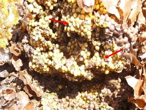 Blocks Of Clustered Cells The Different Blocks Of Clustered Cells Are