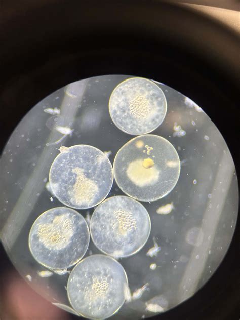 Pinecone Fish Eggs The Open Source Marine Fish Egg Catalog The