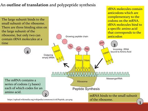 27 Replication Transcription Translation Ppt Programming
