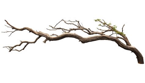 Premium Photo Twig Elevation Side View Isolated
