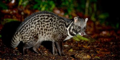 Civet A Wildlife Guide To The African Civet ️