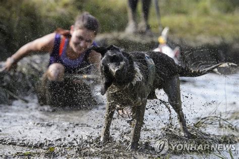 ′극한의 장애물을 넘어′…헝가리 강아지 장애물 달리기 대회 연합뉴스