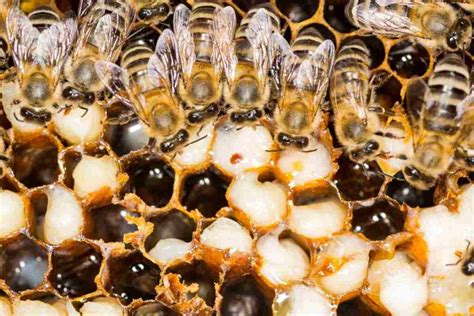 Russian Honey Bees Their History And Care Minneopa Orchards