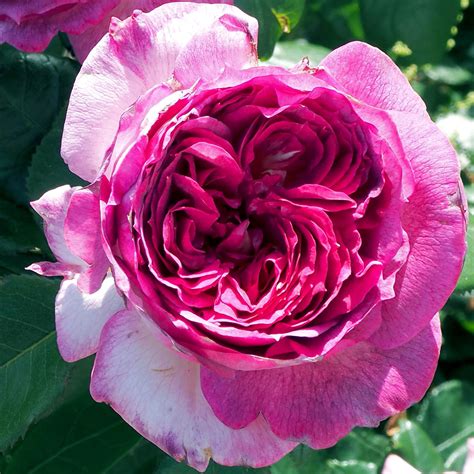 Thierry Marx ® | Rose, blau & mauve, 80 - 100 cm (Delbard, 2019) | Rosa ...
