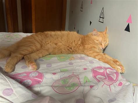 Face Squish R Whatswrongwithyourcat