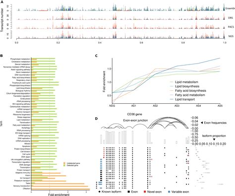 New Insights Into Transcriptome Variation During Cattle Adipocyte Adipogenesis By Direct Rna