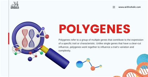 What Are Polygenes In Genetics Anthroholic