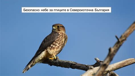 Начало Община Дулово