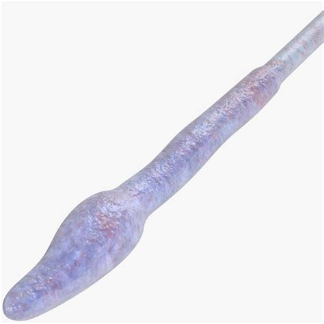 Fertilization 3d Model 9 3ds C4d Obj Stl Unknown Free3d