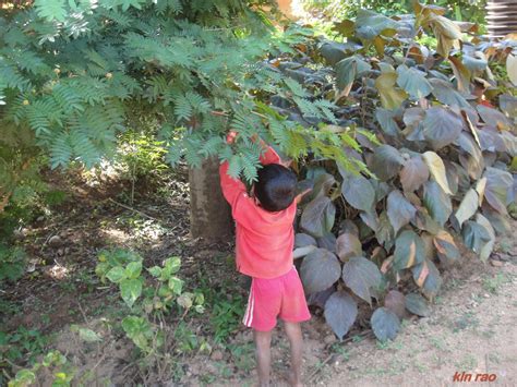 Clicks By Kln Rao And Me Pata Kunitha Folk Dance Part 2