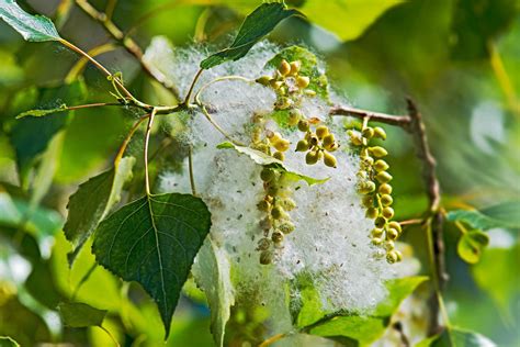 The Power Of Poplar Trees A Guide To Planting And Utilization