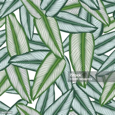 열 대 잎과 완벽 한 패턴 칼라 테아 오 르 나타 정글 잎 원활한 벡터 패턴 흰색 배경입니다 수영복 식물 디자인입니다 벡터 벡터 0명에 대한 스톡 벡터 아트 및 기타 이미지