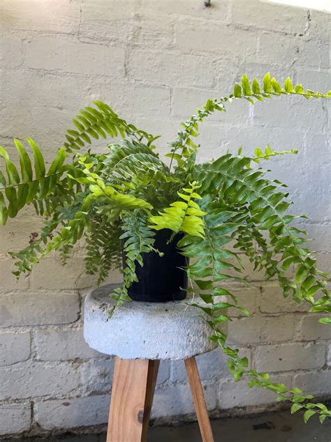 25 Best Low Light Indoor Plants For Offices Complete Gardening