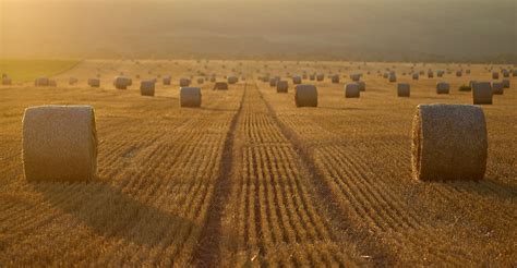 Quantum Computing In Agriculture Increasing Crop Efficiency With Qc A