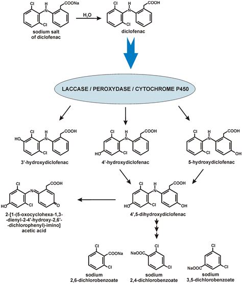 Diclofenac Biodegradation By Microorganisms And With Immobilised