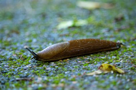 "Arion Vulgaris"-Bilder: Stock-Fotos & -Videos. | Adobe Stock