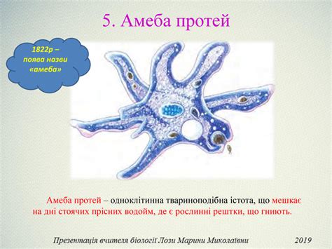 Одноклітинні твариноподібні організми