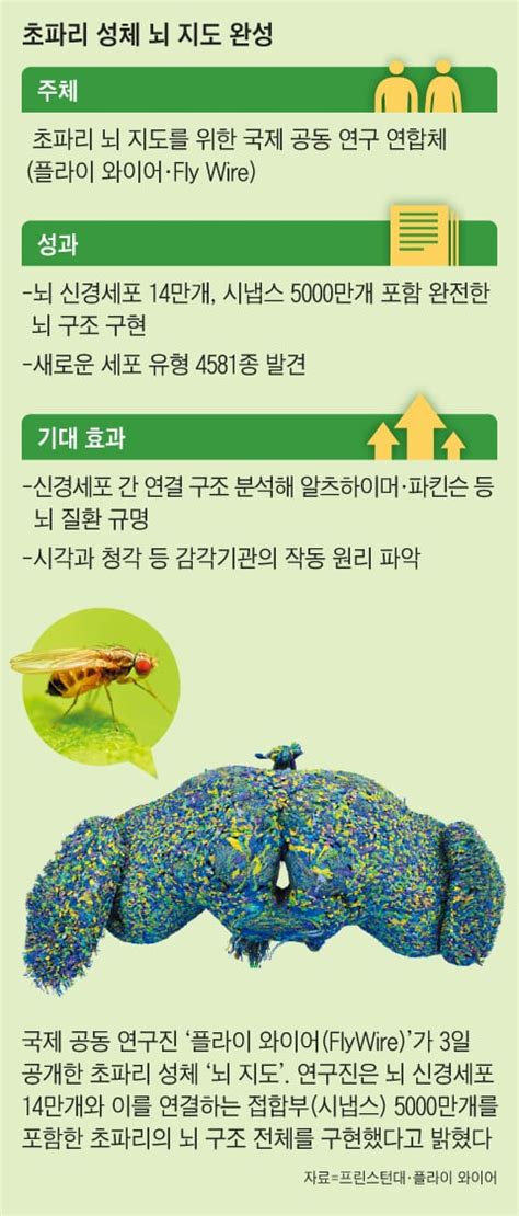초파리 ‘뇌 지도 완성 치매 막을 길 찾는다