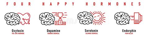 Dopamine Serotonin Oxytocin Endorphin Stock Illustrations 145