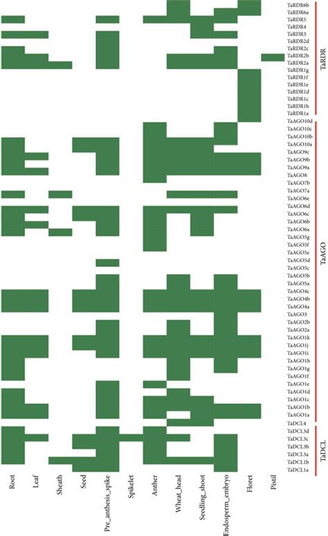Expression Analysis Of The Predicted Rnai Genes By Using An Online