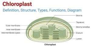 Chloroplasts Definition Structure Functions Diagram