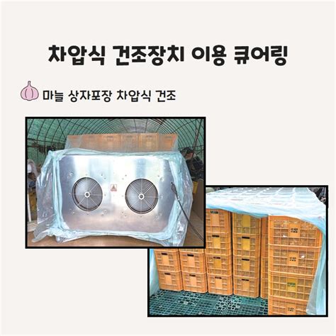 무안군농업기술센터 마늘양파 수확 후 건조기술🧅🧄🧅🧄 자연건조 강제건조큐어링
